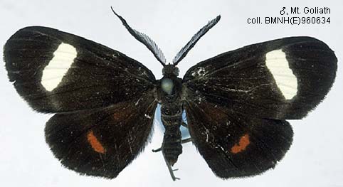 Papua Insects Foundation (Lepidoptera/Geometridae(Ennominae)/Ctimene ...